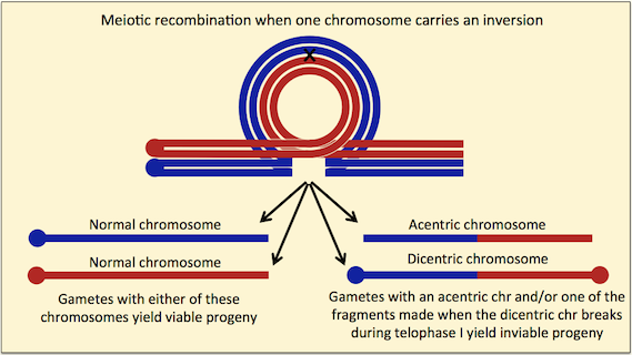 What is a balancer chromosome? - The Arrogant Scientist