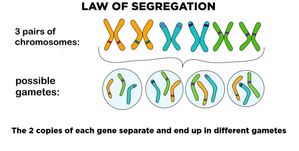Intro To Mendelian Genetics The Arrogant Scientist